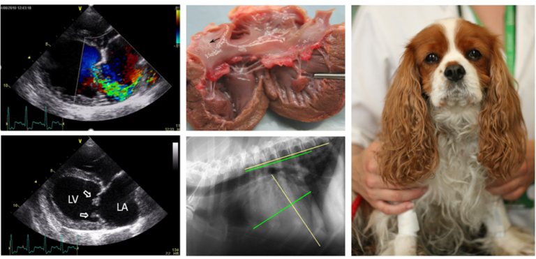 Updates on Treating Congestive Heart Failure, Part 2: Guidelines for ...